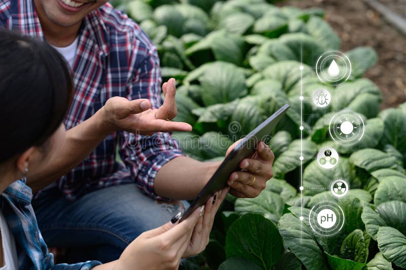Two Farmers Analyzing Crop Data on Digital Tablet in a Vegetable Field ...