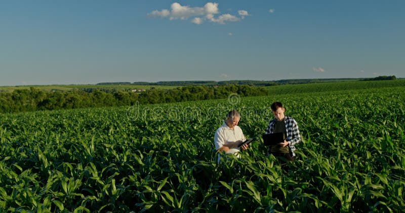 Two Farmers from Different Generations Collaborating in a Cornfield ...