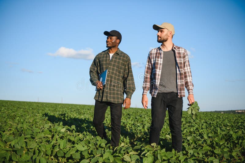 Two Farmers in a Field Examining Soy Crop. Stock Photo - Image of green ...