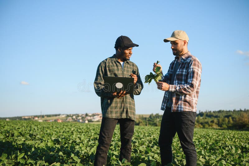 Two Farmers in a Field Examining Soy Crop at Sunset Stock Image - Image ...