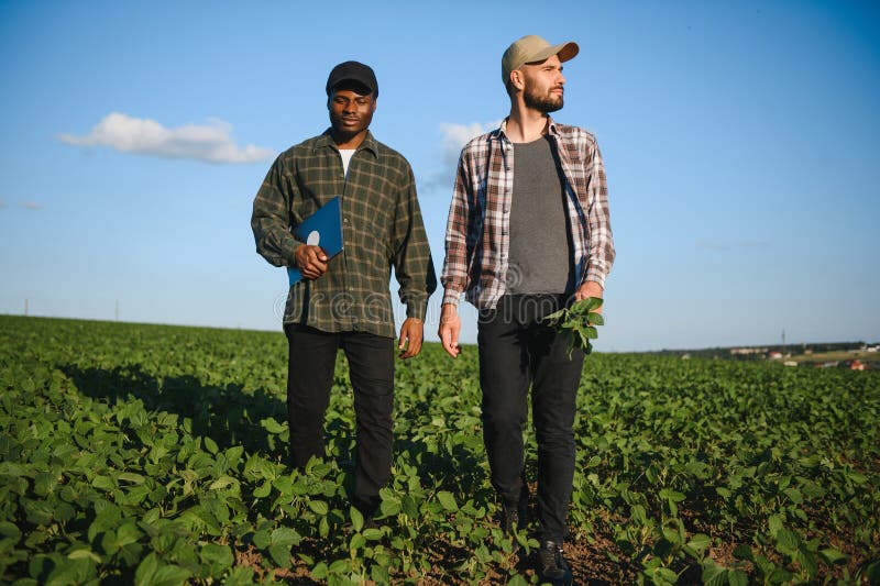 Two Farmers in a Field Examining Soy Crop at Sunset Stock Photo - Image ...