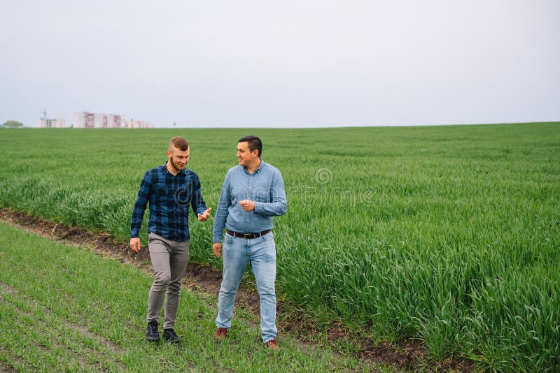Two Farmers in a Field Examining Wheat Crop. Stock Photo - Image of ...