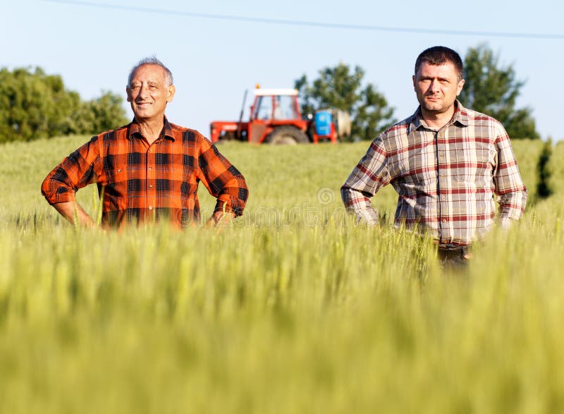 Two Farmers in a Field Examining Wheat Crop. Stock Photo - Image of ...