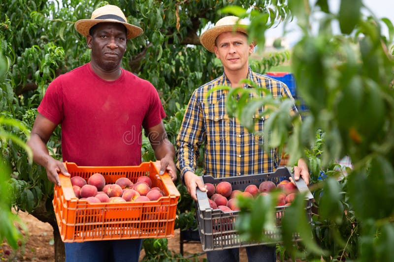 Two Farmers Posing with Crates of Ripe Peaches in Orchard Stock Image ...