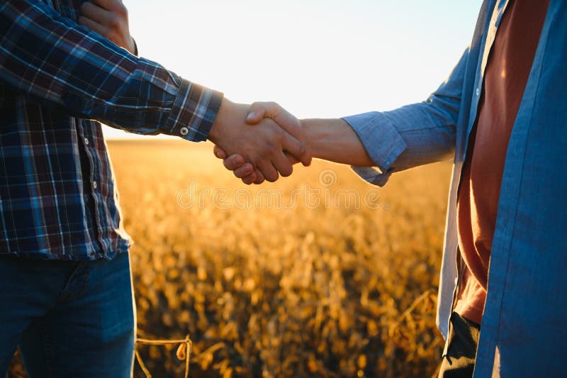 Two Farmers Shaking Hands in Soybean Field. Stock Photo - Image of deal ...
