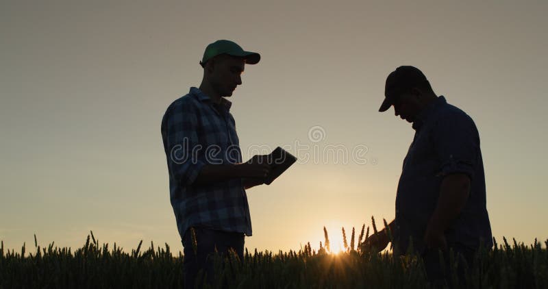 Two Farmers Work in the Field, Study the Leaves of the Plant, Discuss ...