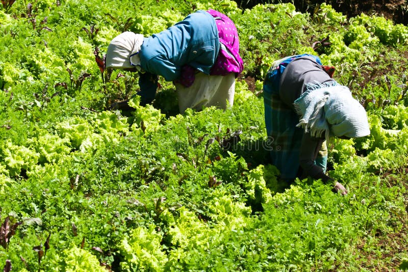 Two Farmers Working on a Vegetable Farm Stock Image - Image of land ...
