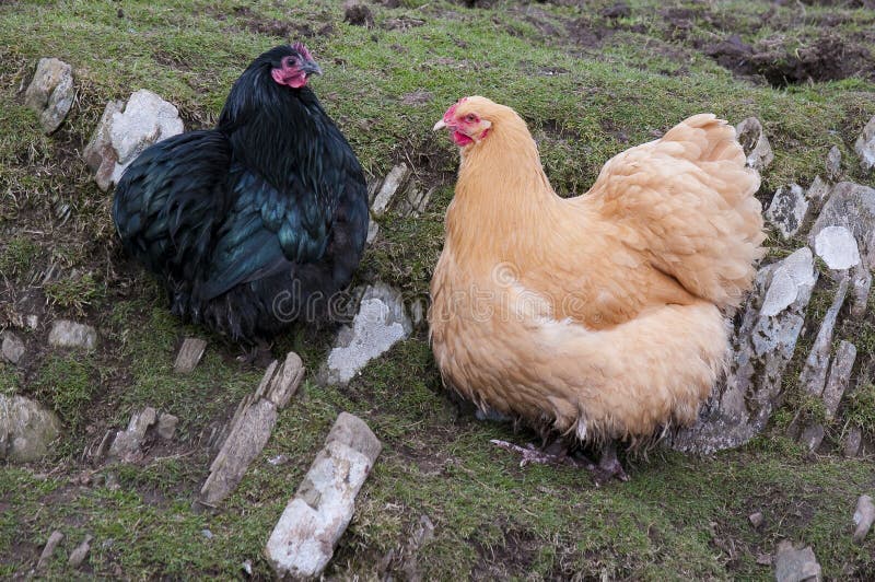 Golden Buff Chickens