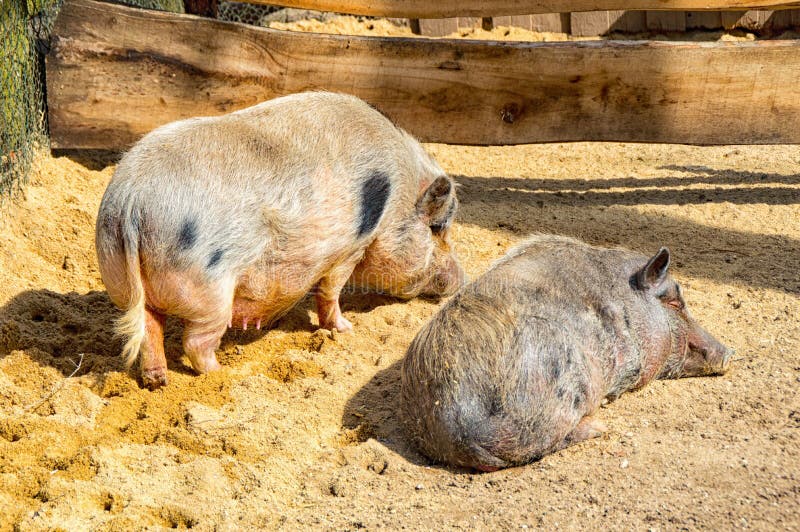 Pigs Enjoying Sunshine on Green Grass Near the Farm Stock Image - Image ...