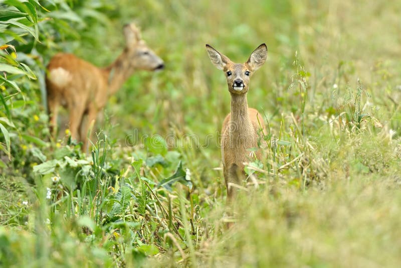 Two fawn deer stock image. Image of lovable, countryside - 26617101