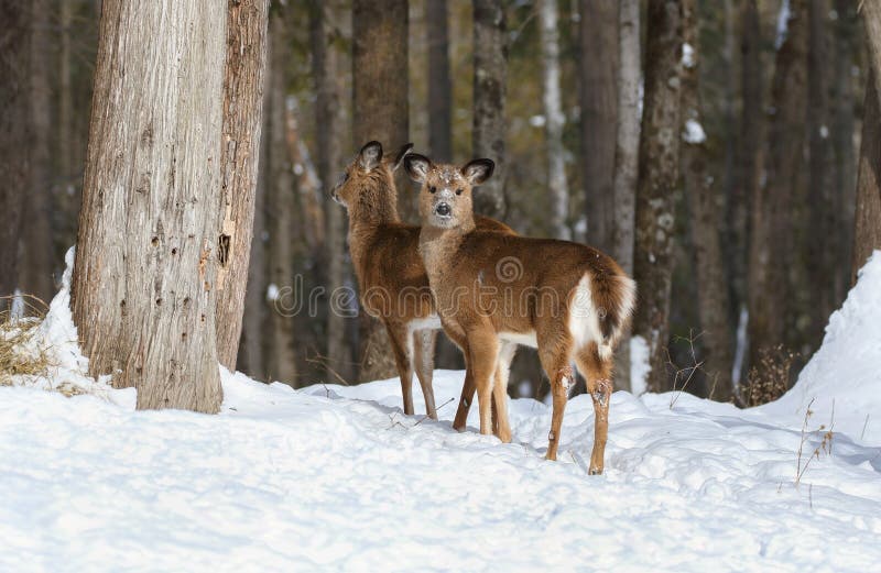 Two Fawn in Forest during Winter Stock Photo - Image of outdoor, winter ...