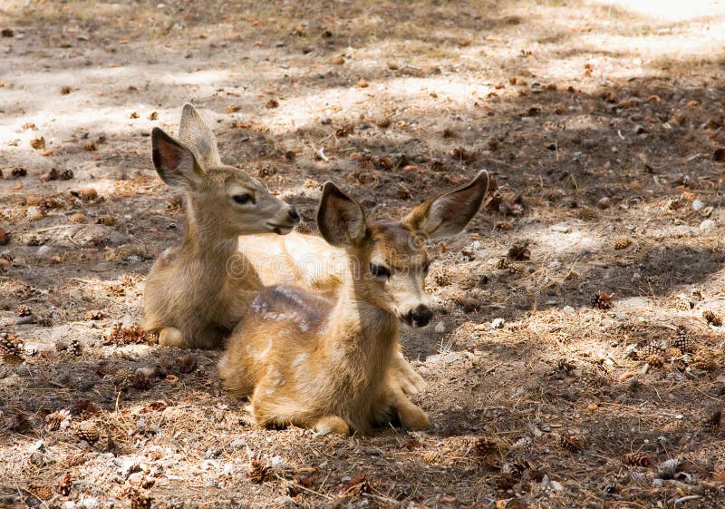 Two Deer Picture. Image: 252879