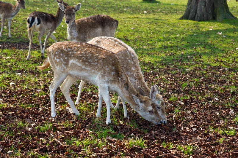Two fawns eating stock image. Image of male, ears, fawn - 19568561