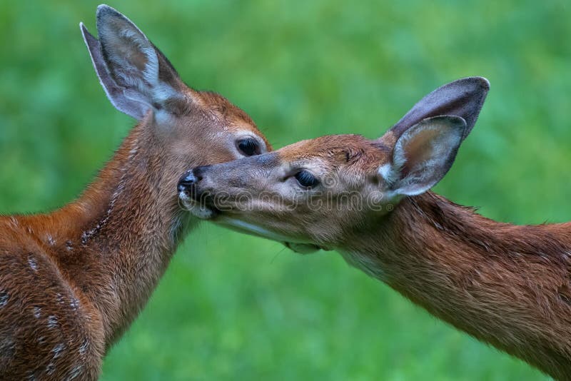 Two Fawns stock photo. Image of grass, animal, grassy - 76990722
