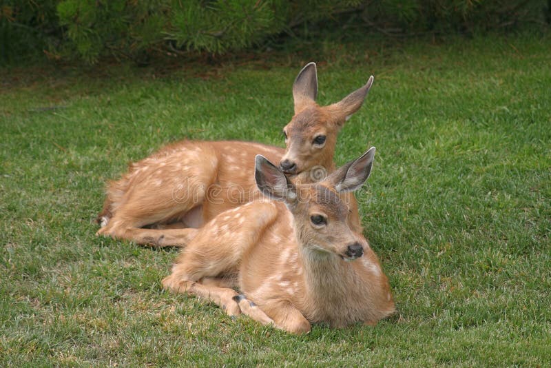 Two White Tailed Deer Fawns Laying in Green Grass. Stock Image - Image ...