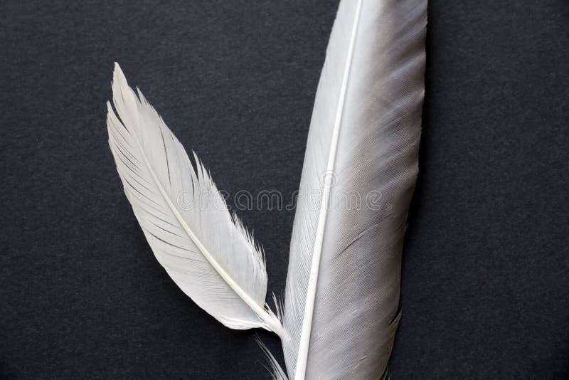 Two Feathers on Black Background Stock Photo - Image of dove, nature ...