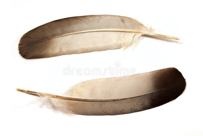 Two feathers stock photo. Image of animal, soft, isolated - 59948288