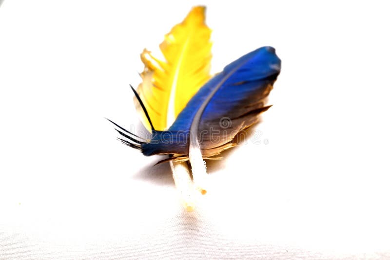 Two feathers stock image. Image of flower, invertebrate - 308556417