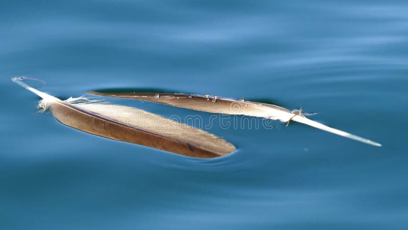 Two Feathers Together stock photo. Image of goose, nature - 195178130
