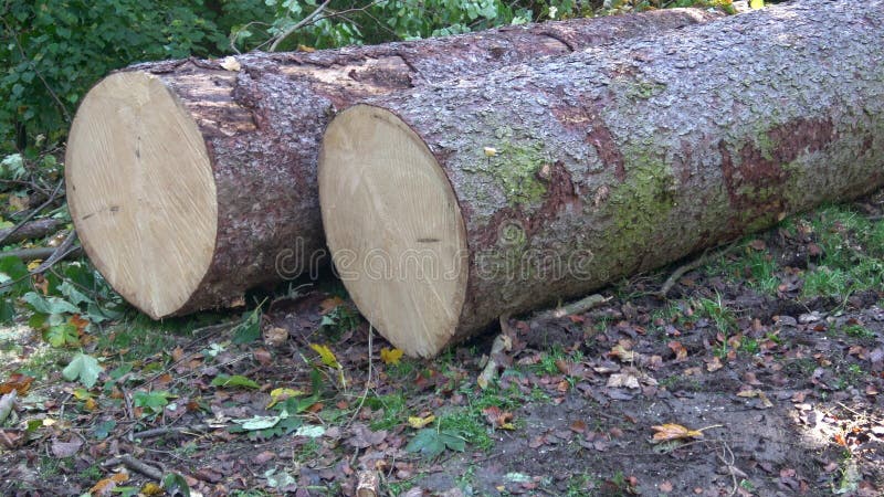 Two Felled Tree Trunks Lying on the Forest Ground Stock Image - Image ...