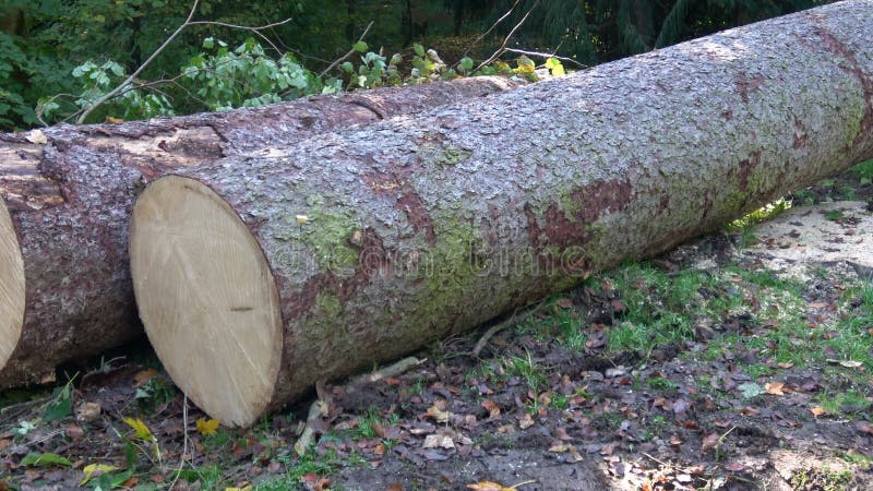Two Felled Tree Trunks Lying on the Forest Ground Stock Video - Video ...