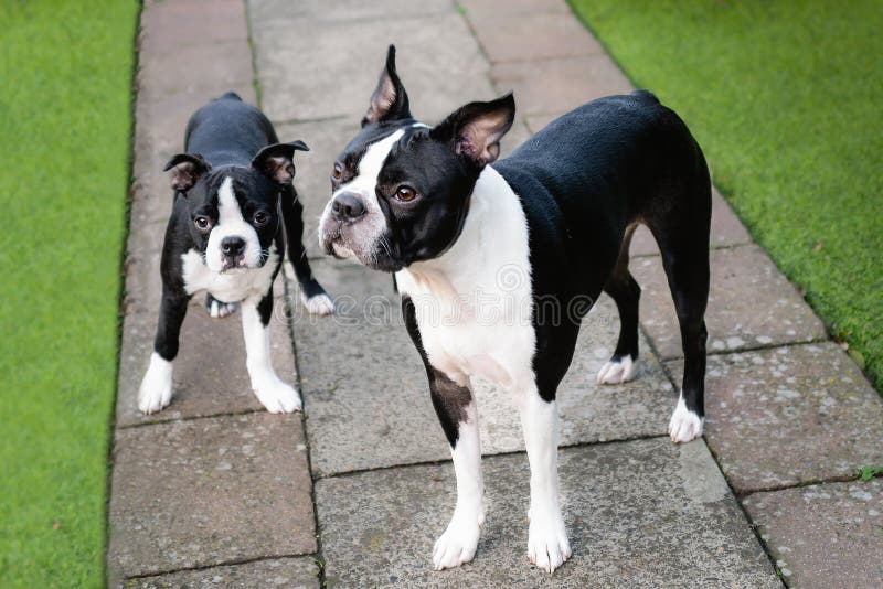 Two Female Boston Terrier Dogs Standing on a Path between Artificial ...