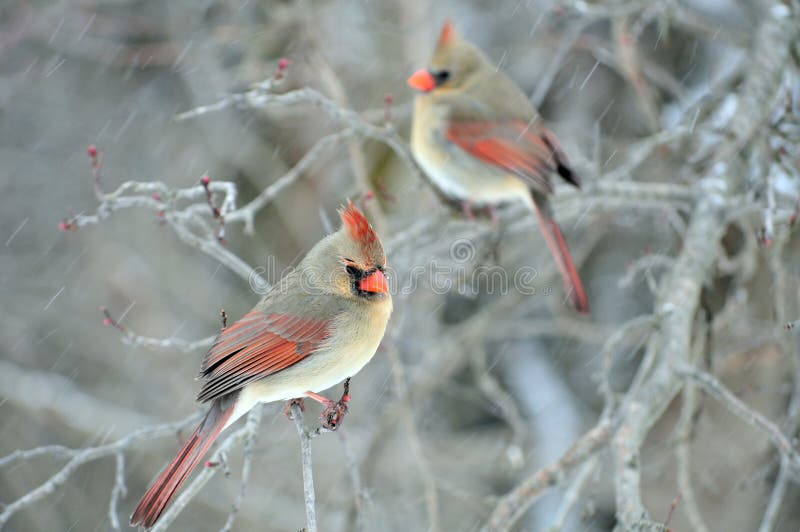 Two Female Cardinals Resting in Winter Stock Photo - Image of branch ...