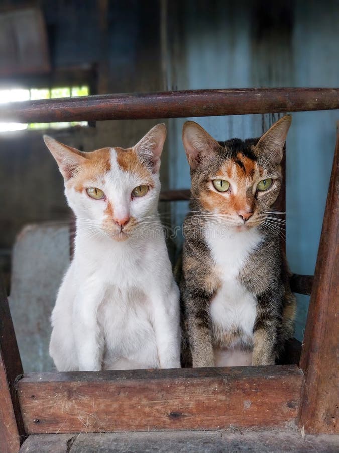 Two Female Cats Sitting Side by Side. Stock Photo - Image of whiskers ...
