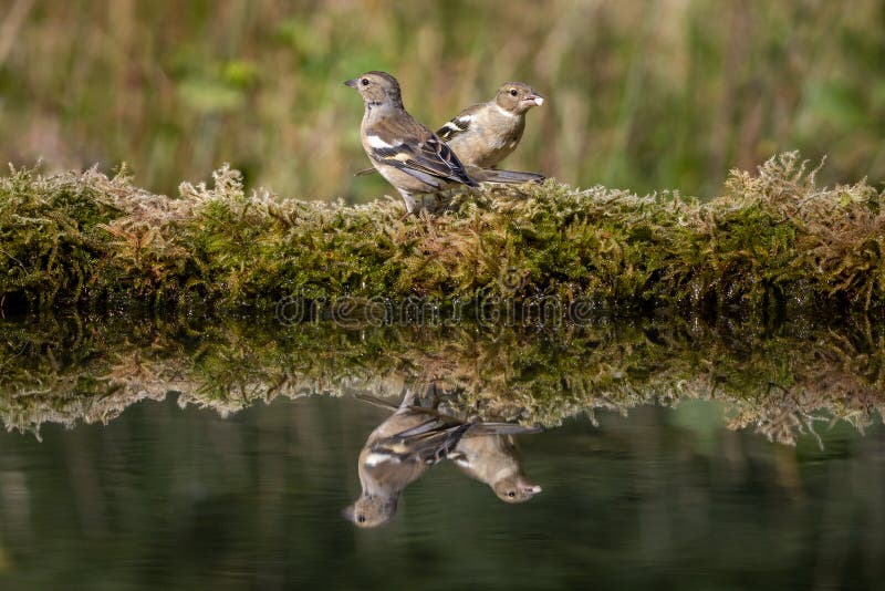 Water Intersecting Ripples stock photo. Image of clear - 6725620