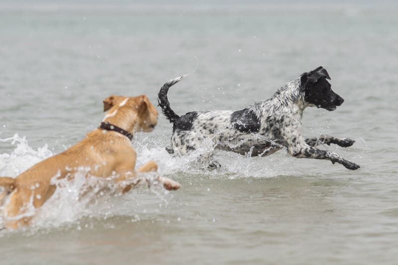 Two Female Dogs Playing in the Beach Stock Photo - Image of canine ...