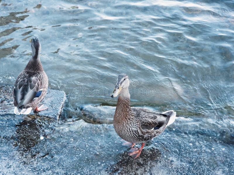 Two Female Ducks at Lake Starnberg Stock Photo - Image of ladder, bird ...