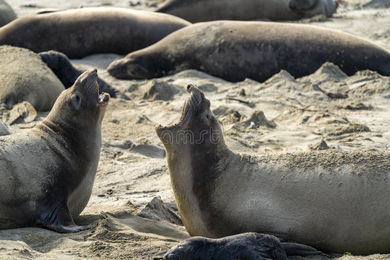 Two Female Elephant Seals Communicating Stock Photo - Image of look ...
