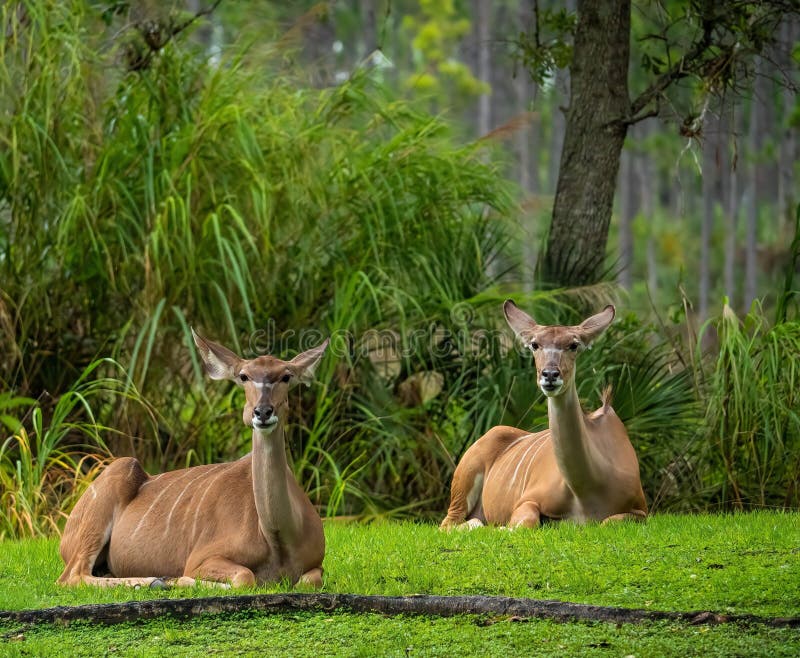Female Kudus Sitting on the Grass at the Zoo Stock Photo - Image of ...