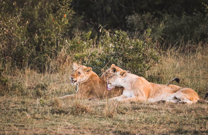 Two Female Lion Cleaning Another Female in the African Savannah Stock ...