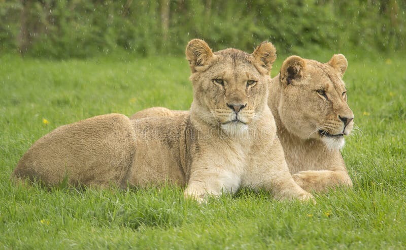 Two Female Lions Resting on the Elevated Zoo. Stock Photo - Image of ...