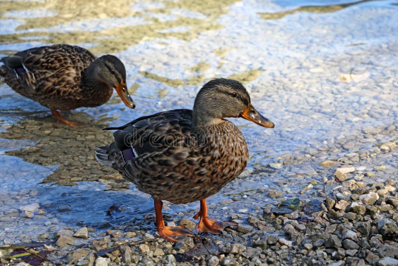 Female Mallard Ducks Coming Out of the Water. Stock Photo - Image of ...
