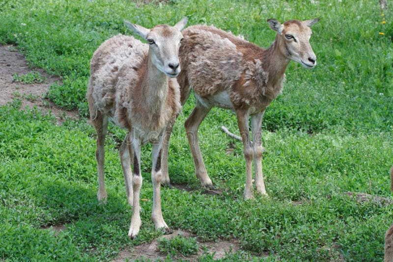 Female mouflon stock image. Image of mammal, musimon - 20011081