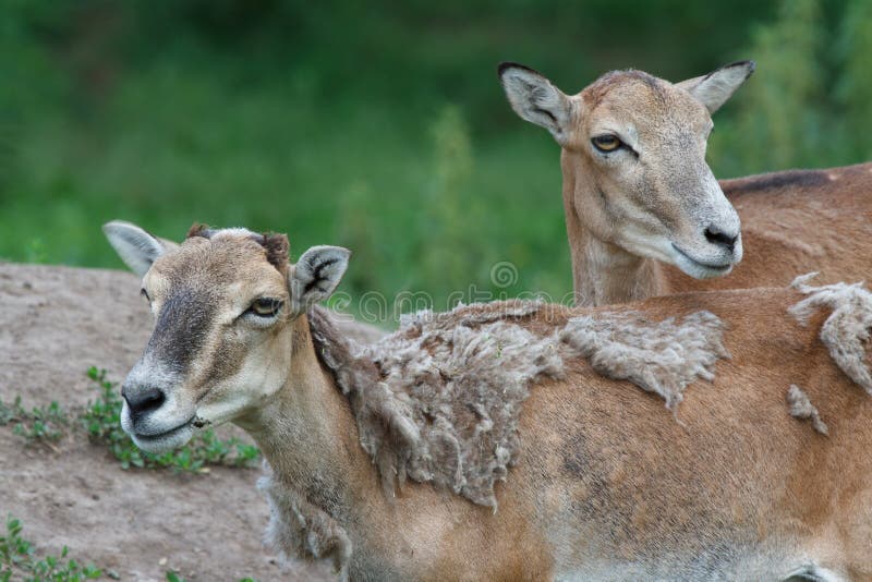 Two female mouflon stock image. Image of mouflon, aries - 31935503