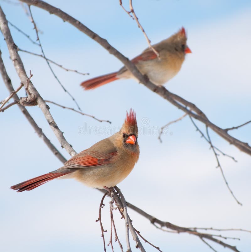 Two Cardinals in a Tree stock image. Image of nature - 30986037