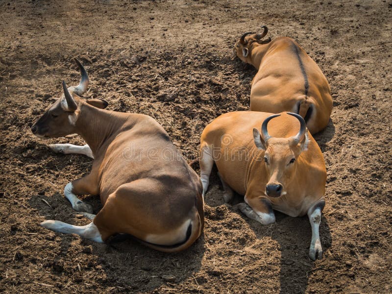 Two Female and One Male Bantengs Stock Photo - Image of horn, nature ...