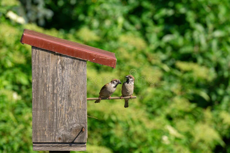 Two Female Sparrows Sit in Front of the Entrance of a Nesting Box Stock ...
