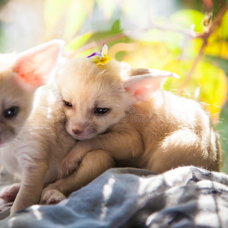 726 Cute Fennec Fox Stock Photos - Free & Royalty-Free Stock Photos ...