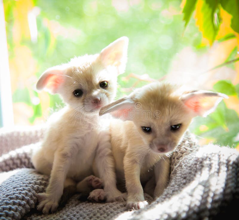 726 Cute Fennec Fox Stock Photos - Free & Royalty-Free Stock Photos ...