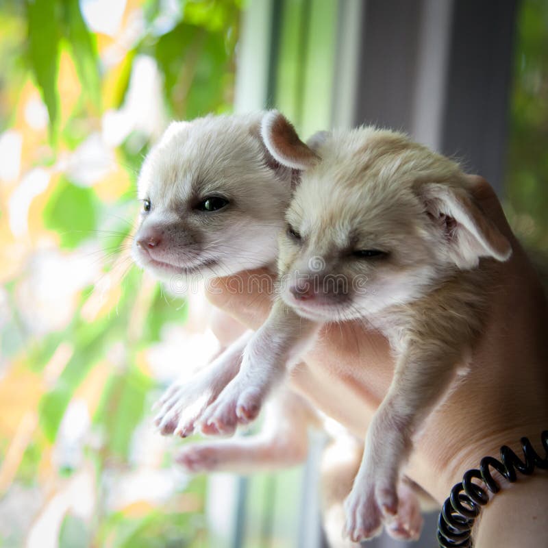 Two Fennec Foxes Cub on Human Hands Stock Image - Image of light ...