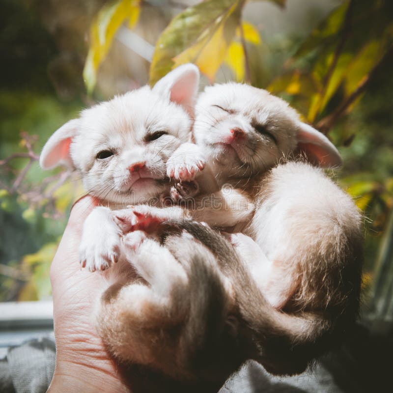 Two Fennec Foxes Cub on Human Hands Stock Photo - Image of staring ...