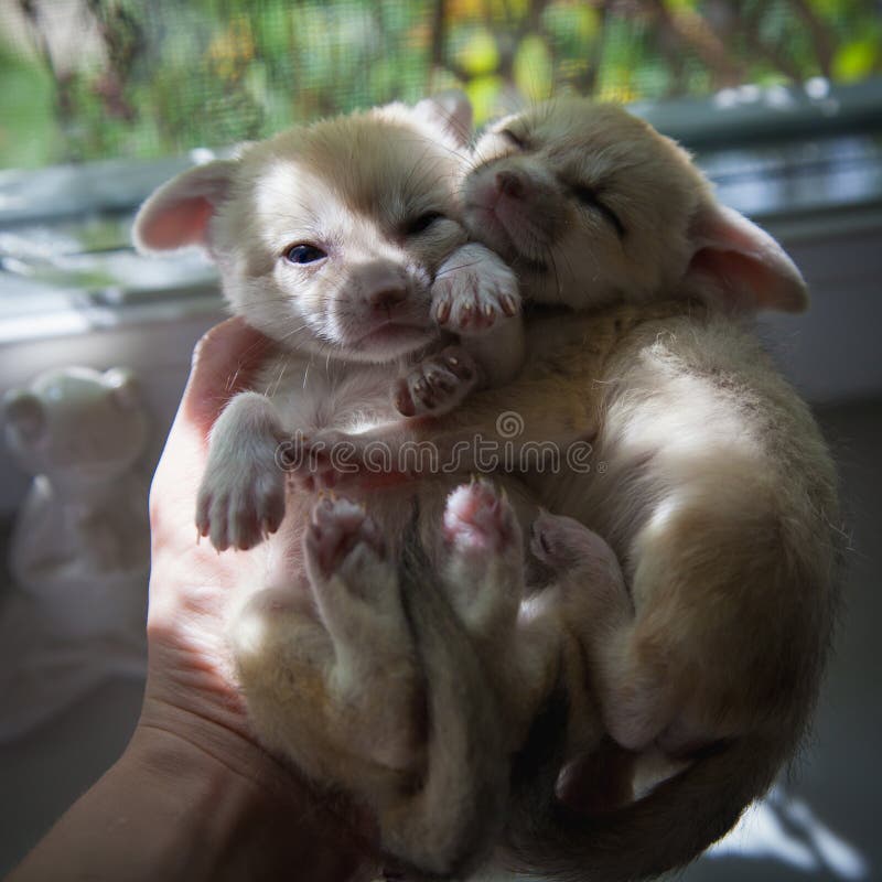 Two Fennec Foxes Cub on Human Hands Stock Photo - Image of staring ...