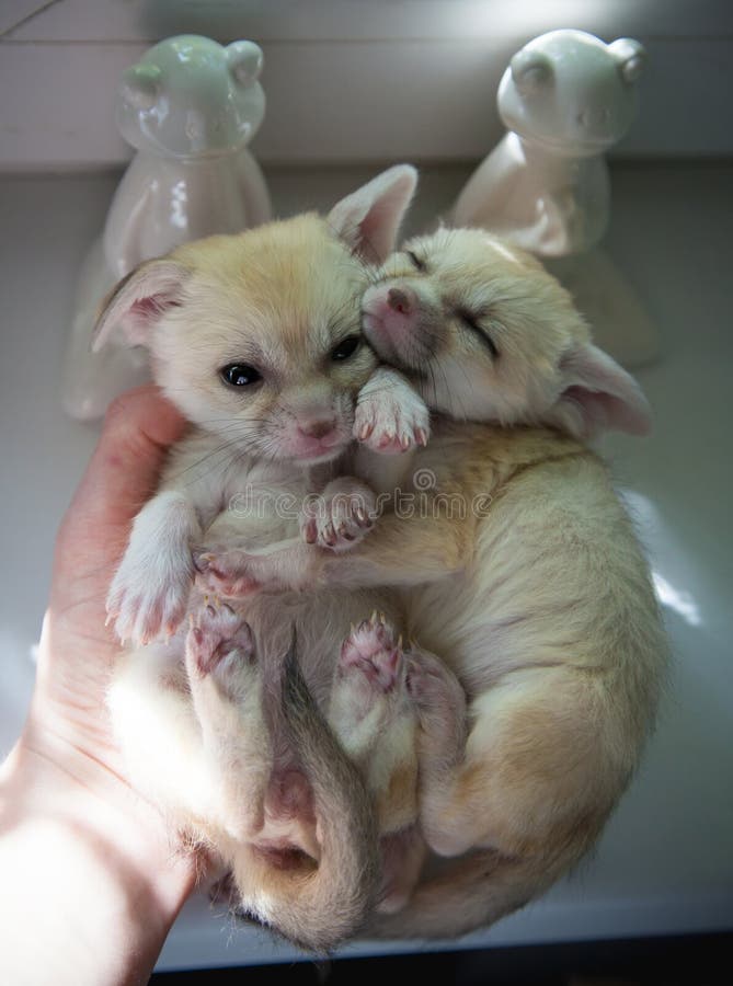 Two Fennec Foxes Cub on Human Hands Stock Photo - Image of staring ...
