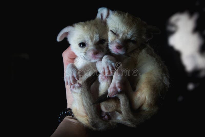 Two Fennec Foxes Cub on Human Hands Stock Photo - Image of staring ...