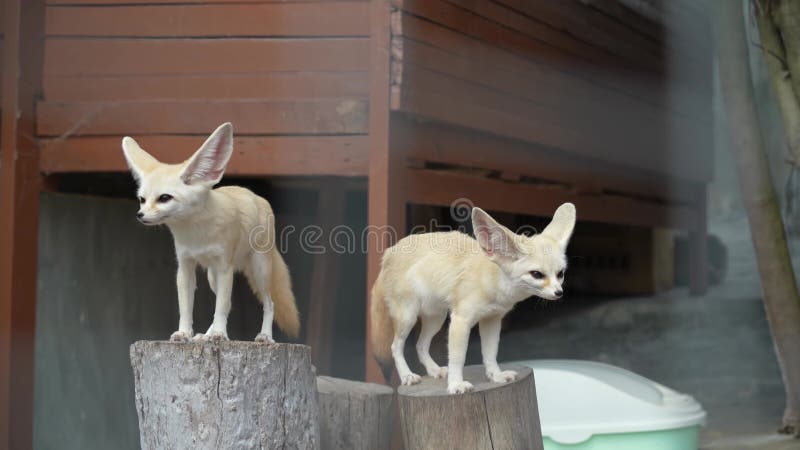 Two Fennec Foxes Standing on the Logs Stock Video - Video of ears ...
