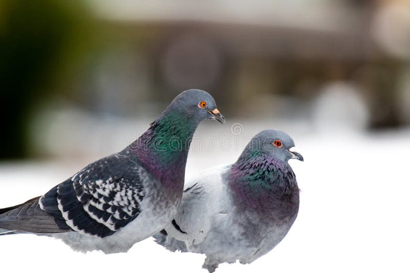 Couple of Cute Pigeons Mating in the Spring. Stock Photo - Image of ...